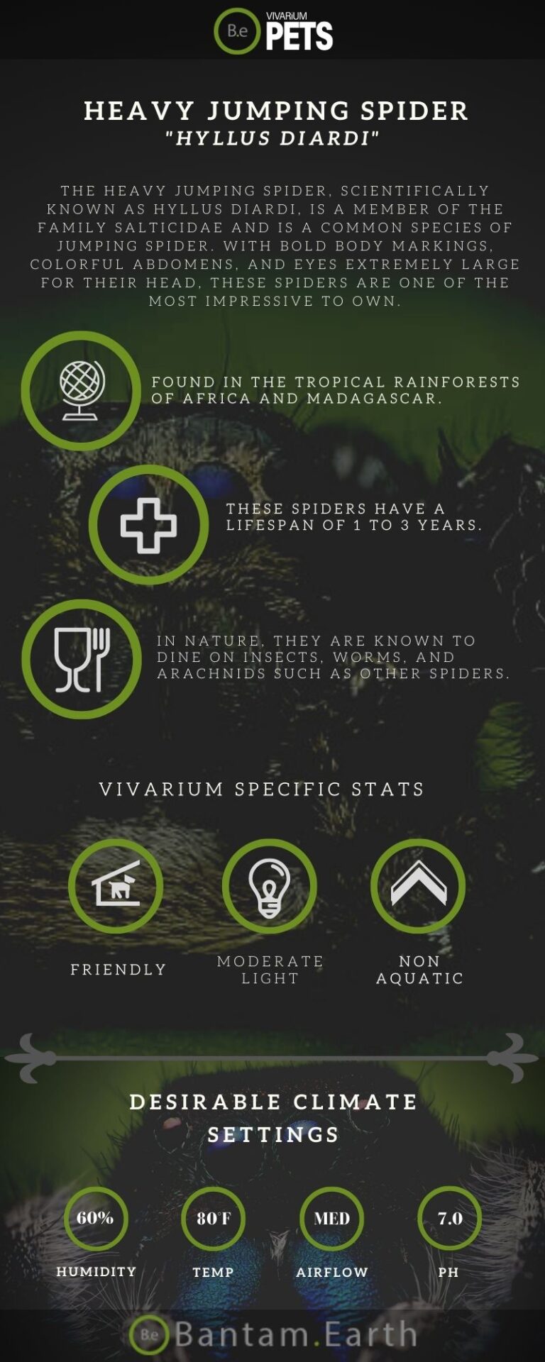 Hyllus Diardi: A Complete Heavy Jumping Spider Care Guide!