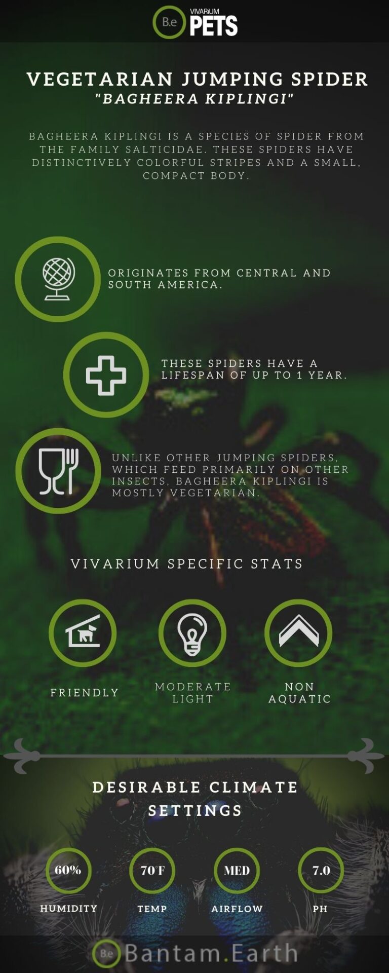 Bagheera Kiplingi: A Vegetarian Jumping Spider Care Guide