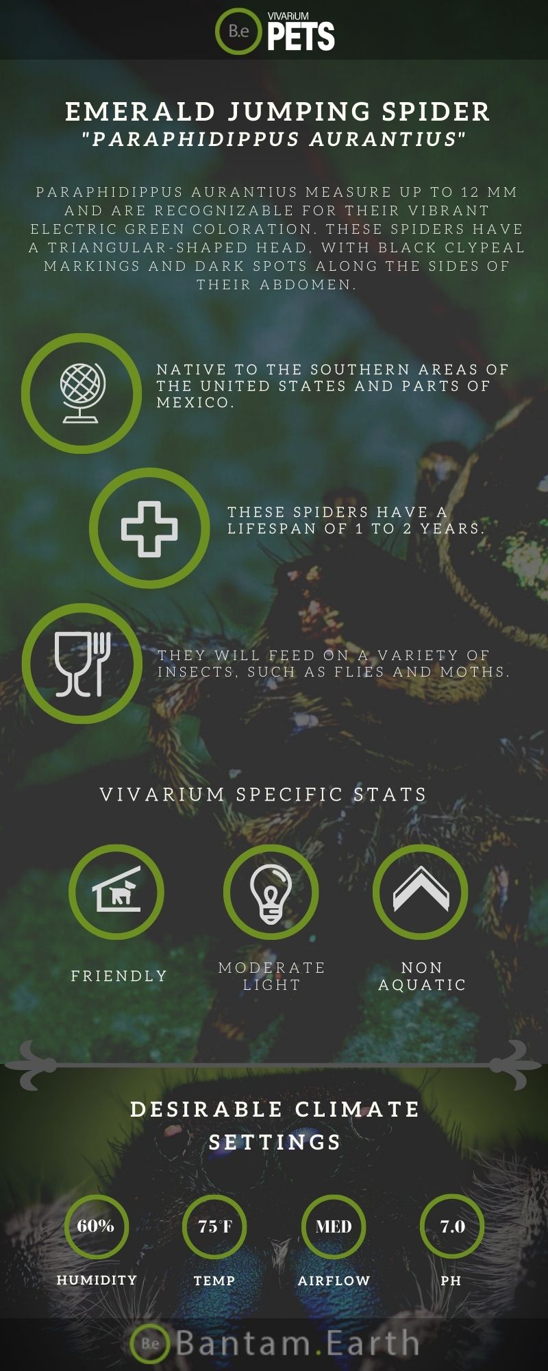 Emerald Jumping Spider: A Paraphidippus Aurantius Care Guide!