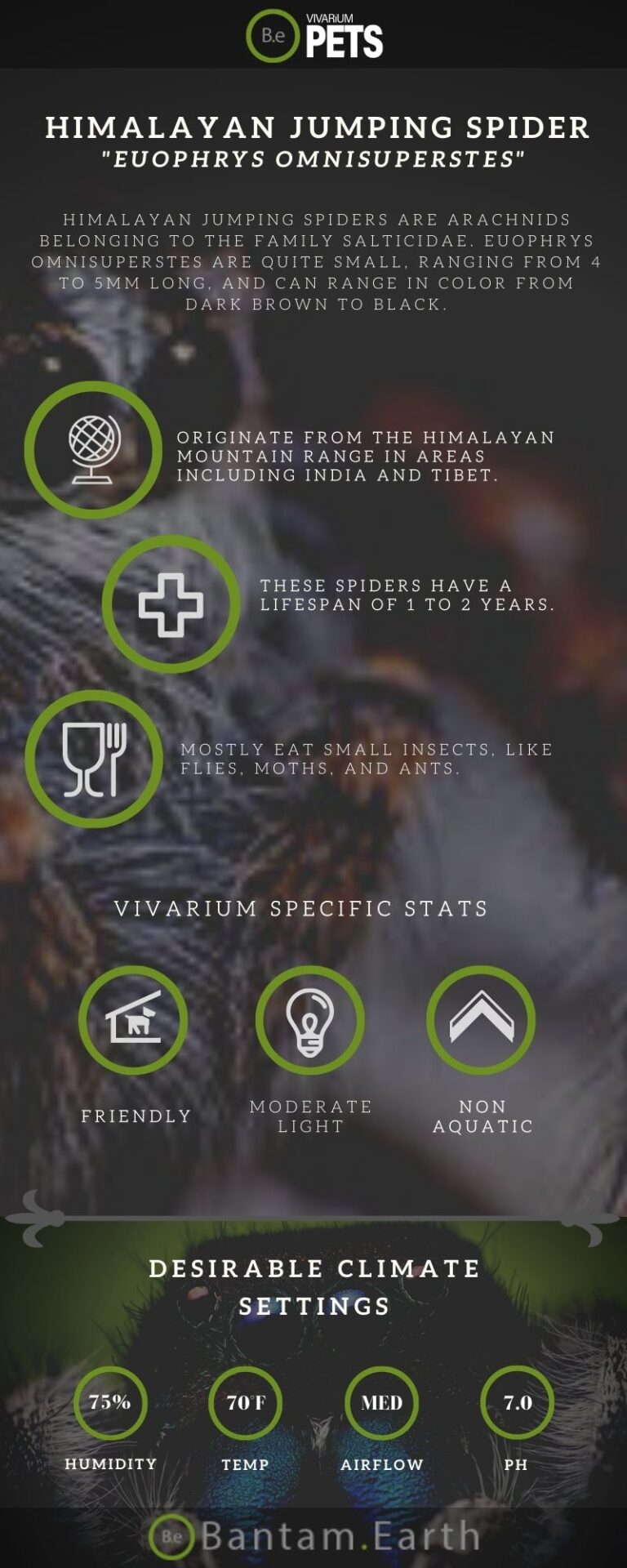 Euophrys Omnisuperstes: Himalayan Jumping Spider Care!