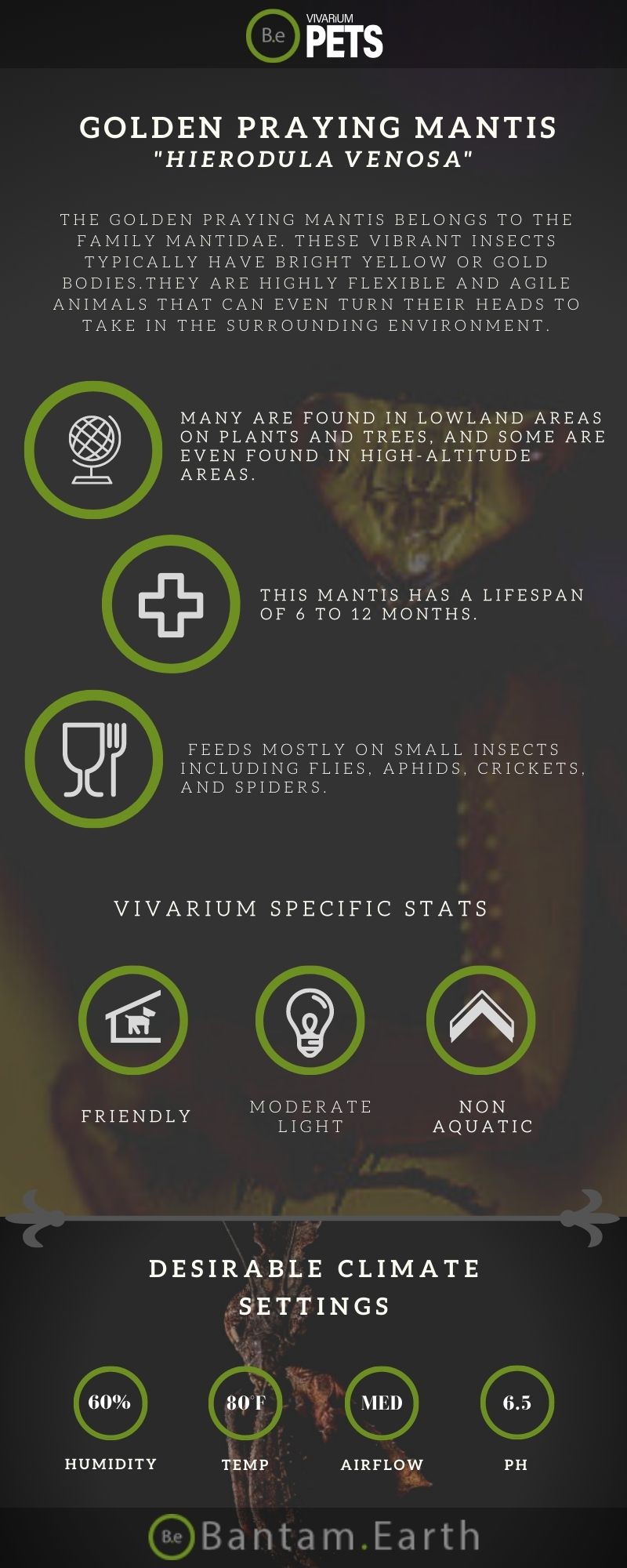 Hierodula Venosa: A Golden Praying Mantis Care Guide!