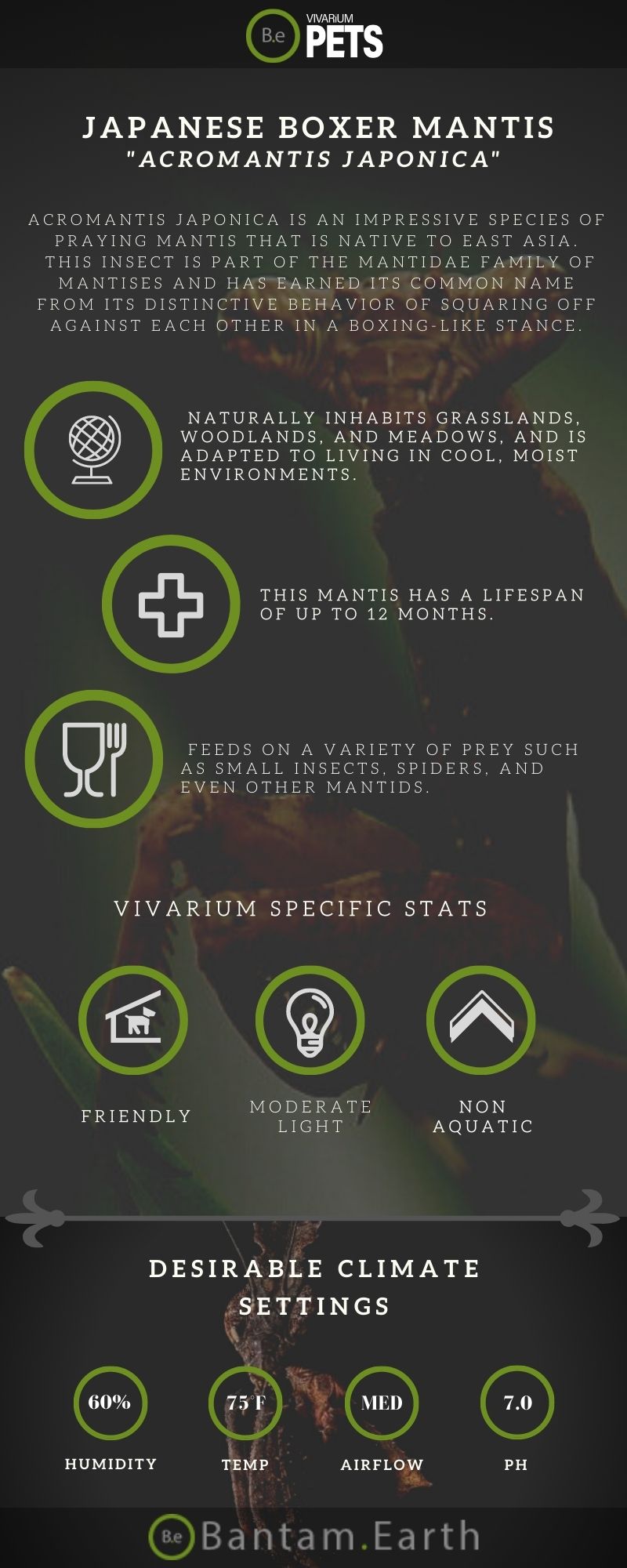 Acromantis Japonica: A Japanese Boxer Mantis Care Guide!