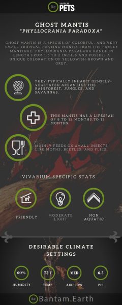 Ghost Mantis: A Complete Phyllocrania Paradoxa Care Guide