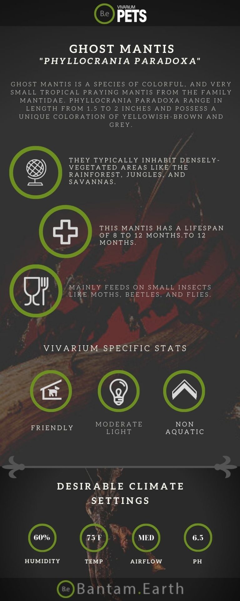Ghost Mantis: A Complete Phyllocrania Paradoxa Care Guide