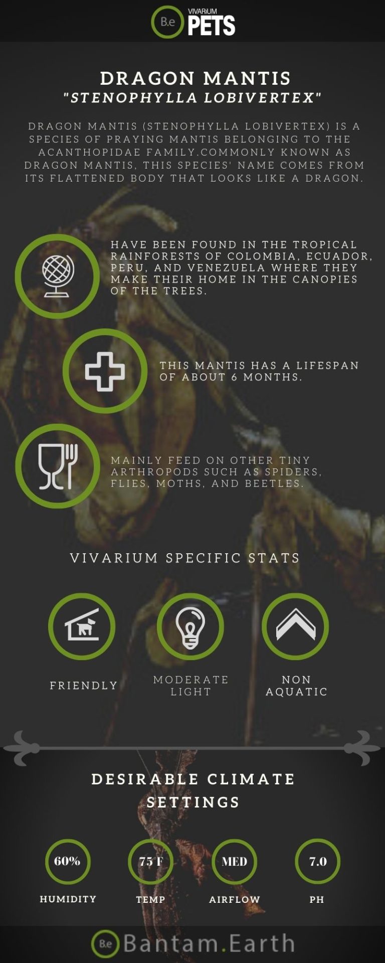 Dragon Mantis: Complete Stenophylla Lobivertex Care Guide!