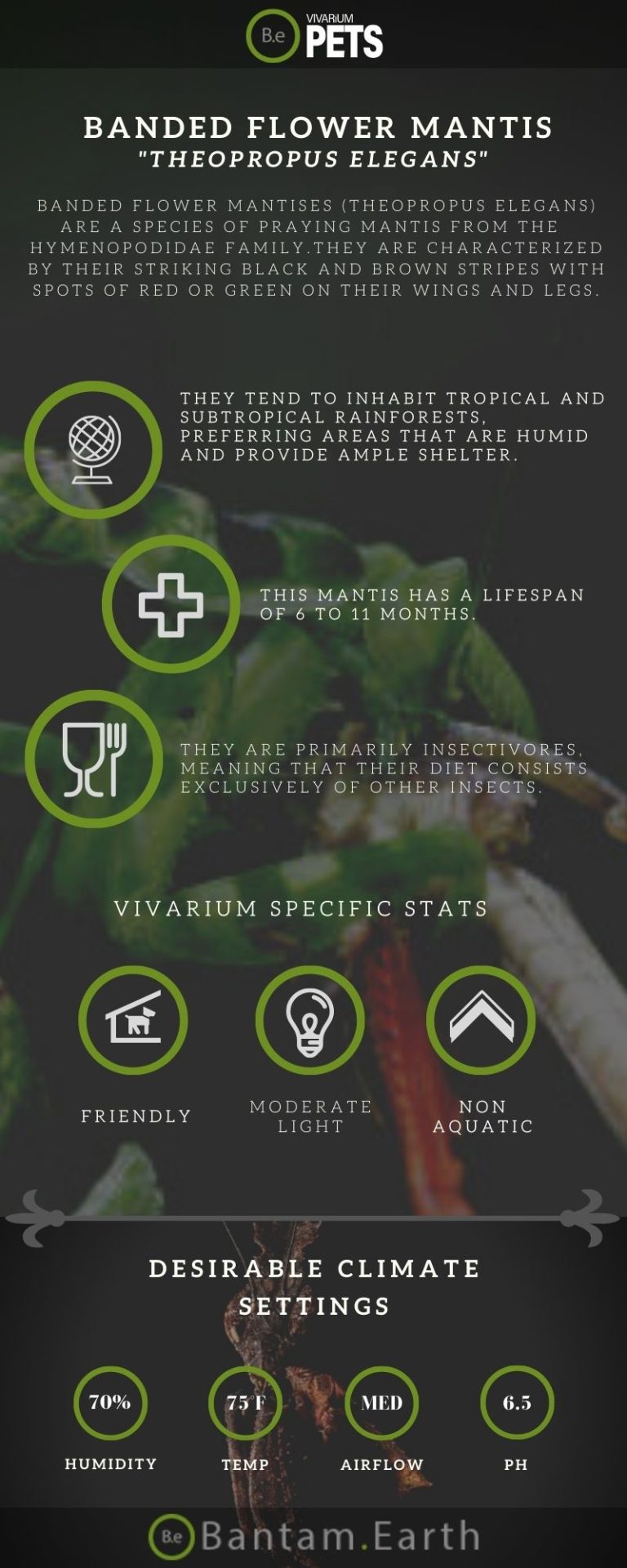 Theopropus Elegans: A Banded Flower Mantis Care Guide!