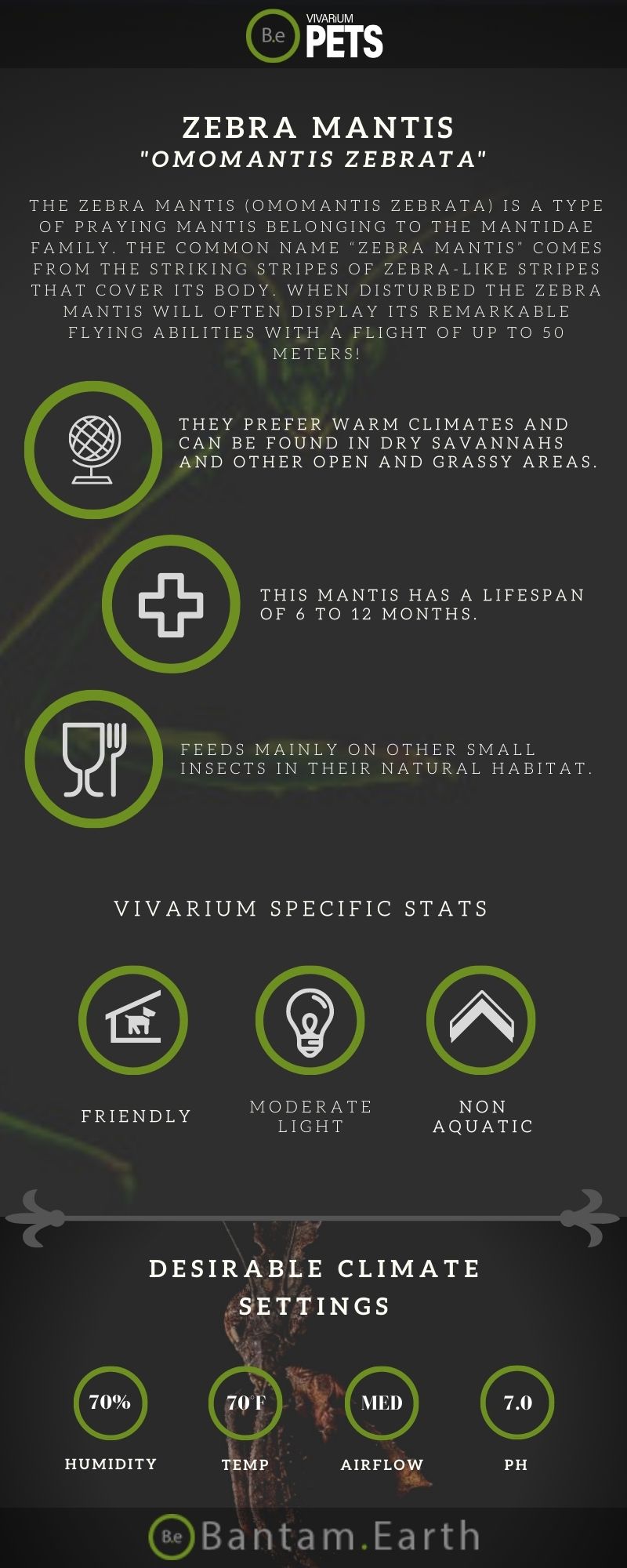 Omomantis Zebrata: A Complete Zebra Mantis Care Guide!