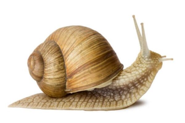 9 Types Of Freshwater Aquarium Snails + Care & Setup Tips