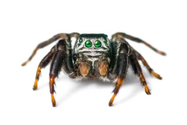 22 Trendy Pet Jumping Spiders For Terrariums | Setup&Care