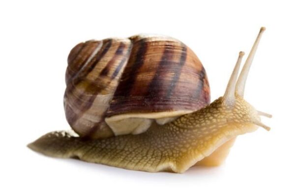 9 Types Of Terrarium Snails (Big & Small) + Care & Setup