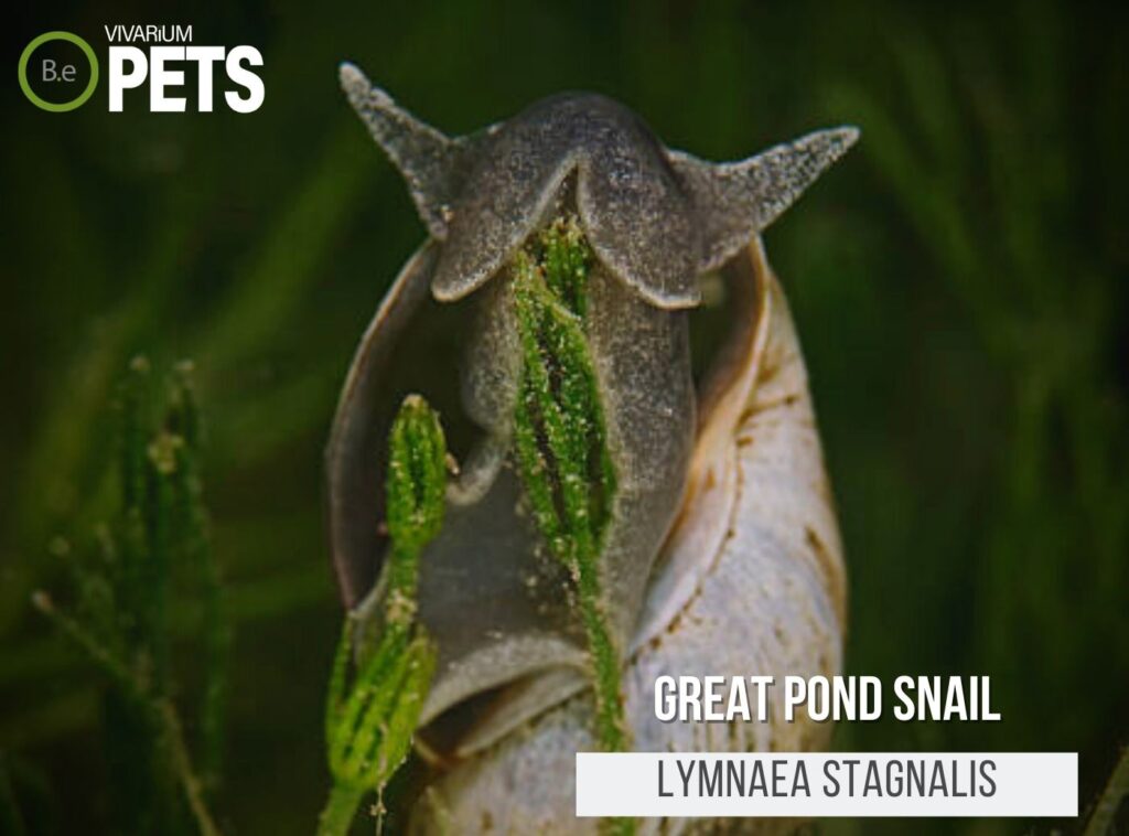 Great Pond Snail: A Complete Lymnaea Stagnalis Care Guide!