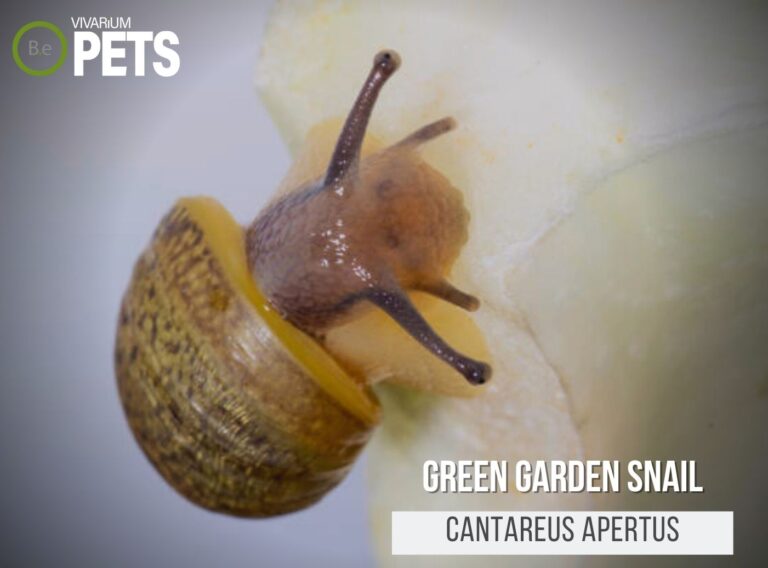 Cantareus Apertus "Green Garden Snail" Care Guide