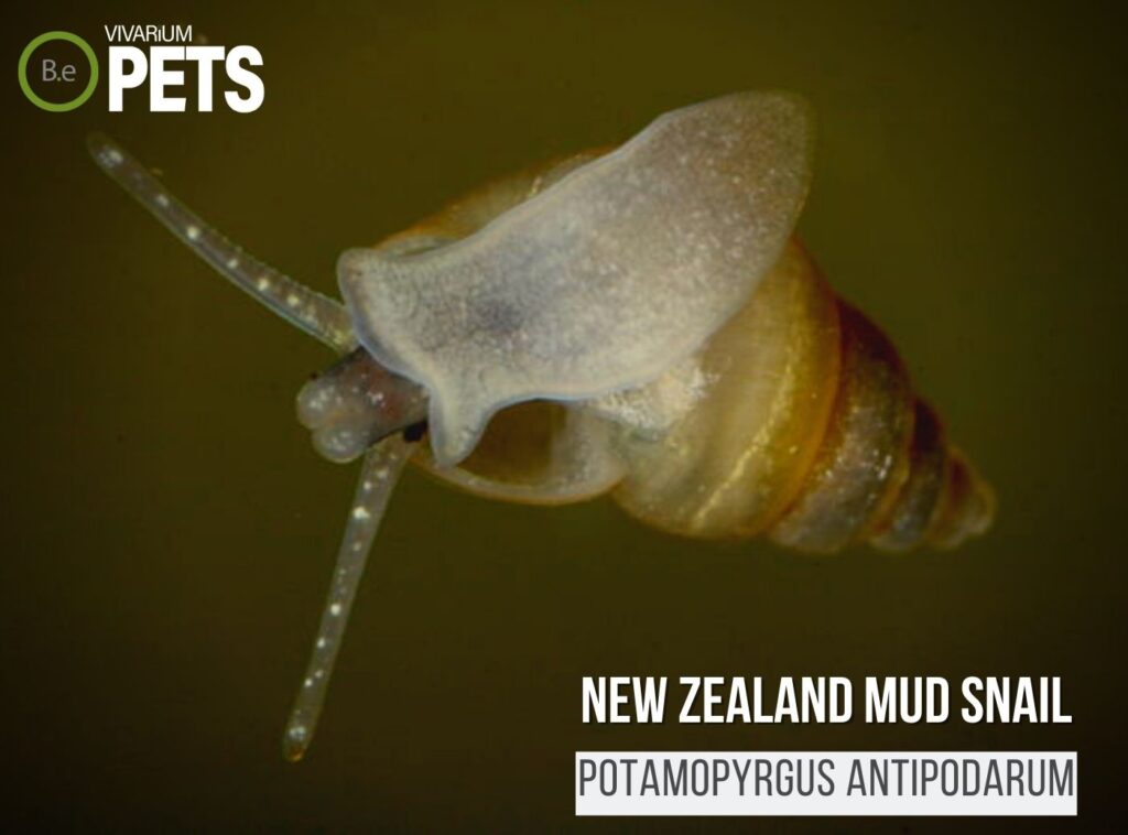 Potamopyrgus Antipodarum "New Zealand Mud Snail" Care Guide