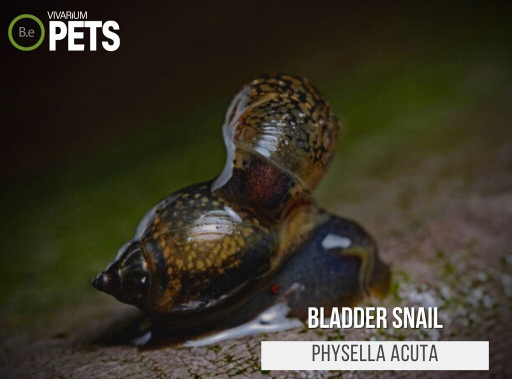 Bladder Snails: A Guide To Controlling Physella Acuta!