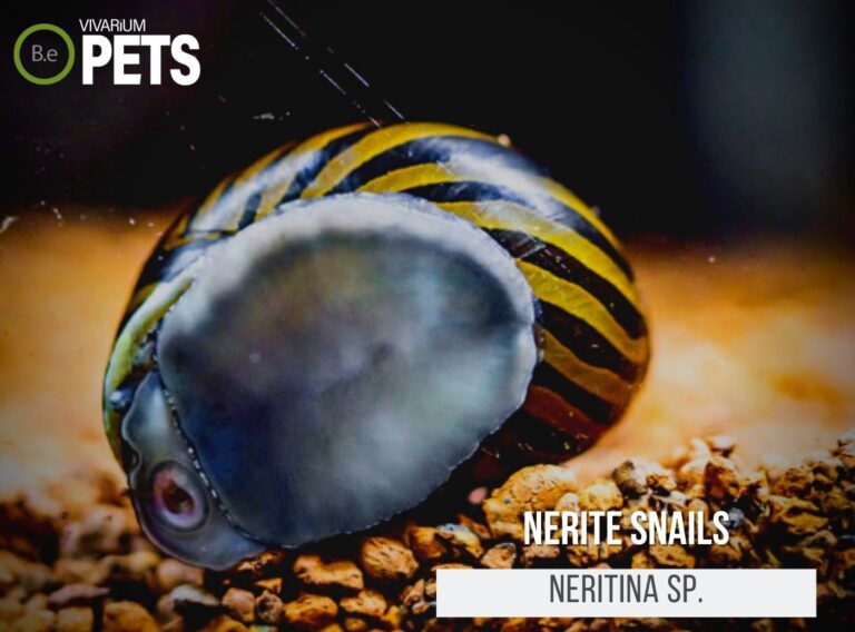 Nerite Snails: The Ultimate Neritina Species Care Guide