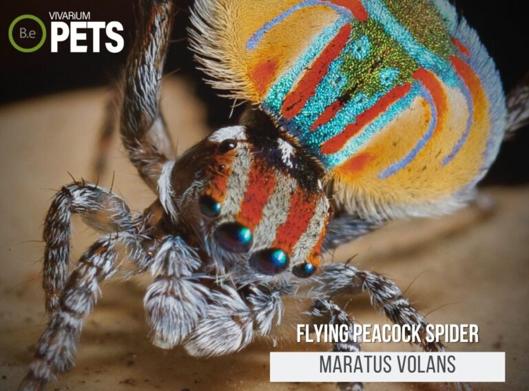 Peacock Spiders: The Ultimate Maratus Volans Care Guide!