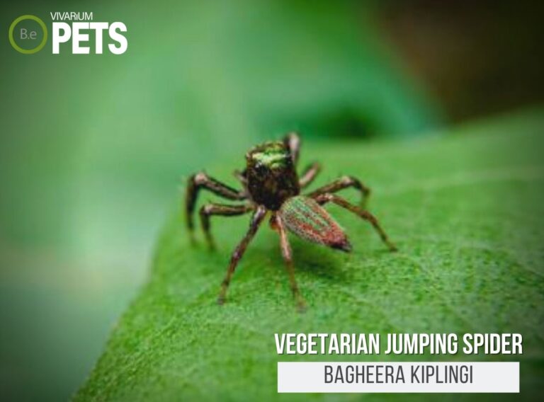 Bagheera Kiplingi: A Vegetarian Jumping Spider Care Guide