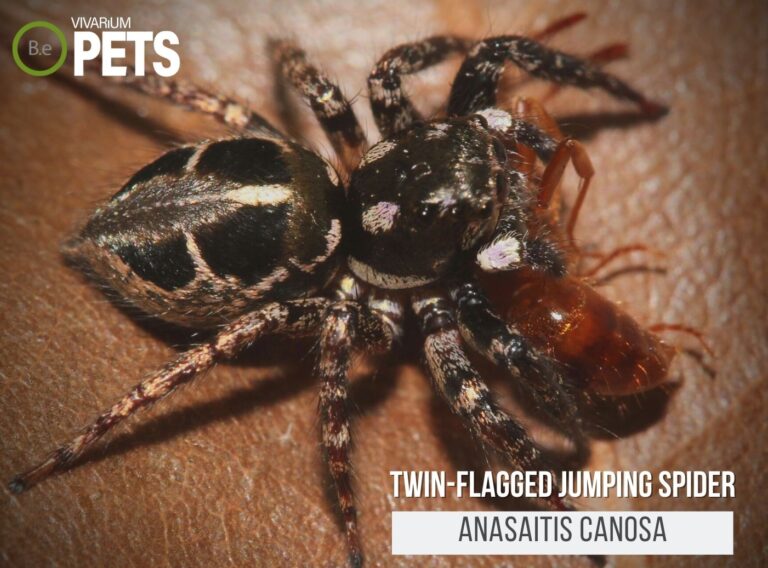 Anasaitis Canosa: Twin-flagged Jumping Spider Care Guide!