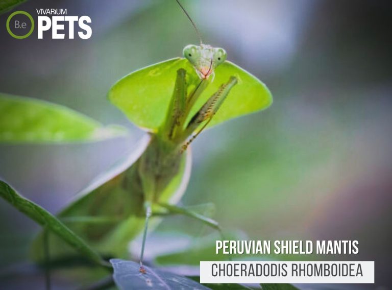 Choeradodis Rhomboidea: A Peruvian Shield Mantis Guide!
