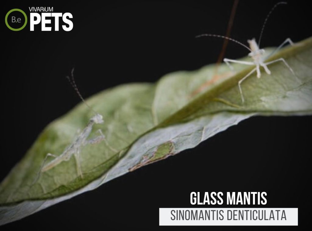 Sinomantis Denticulata: Ultimate Glass Mantis Care Guide!