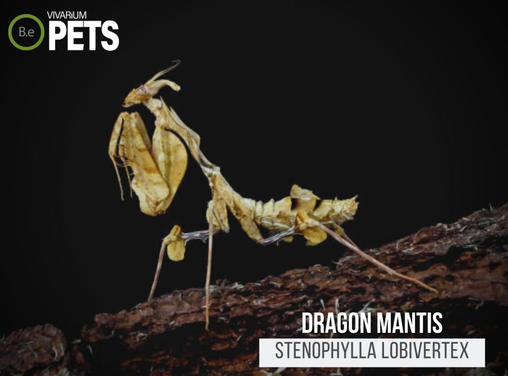 Dragon Mantis: Complete Stenophylla Lobivertex Care Guide!