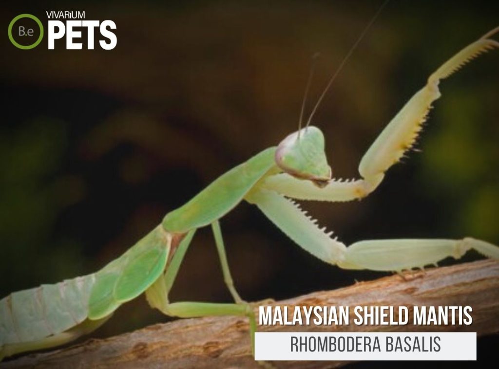 Rhombodera Basalis: A Malaysian Shield Mantis Care Guide!