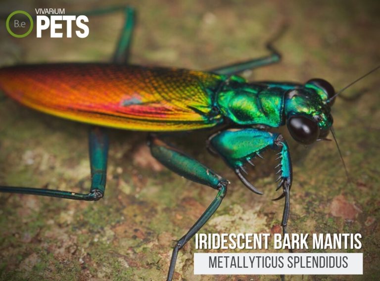 Metallyticus Splendidus: Iridescent Bark Mantis Care Guide!