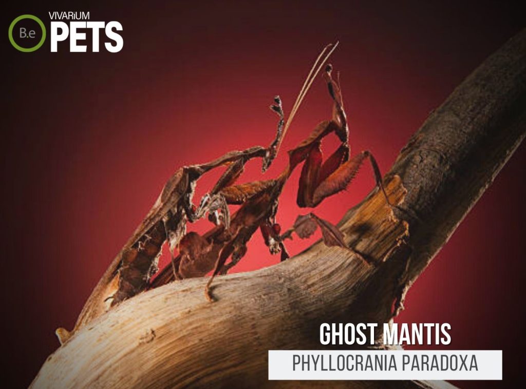 Ghost Mantis: A Complete Phyllocrania Paradoxa Care Guide