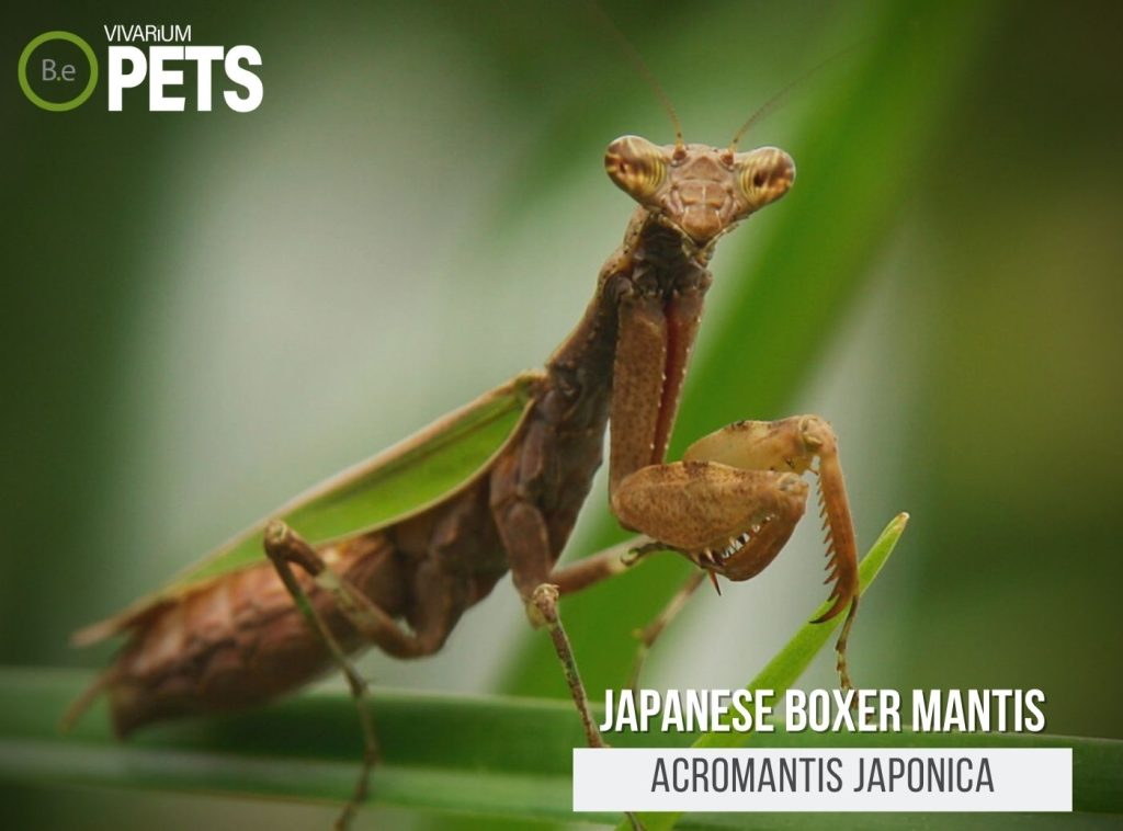 Acromantis Japonica: A Japanese Boxer Mantis Care Guide!