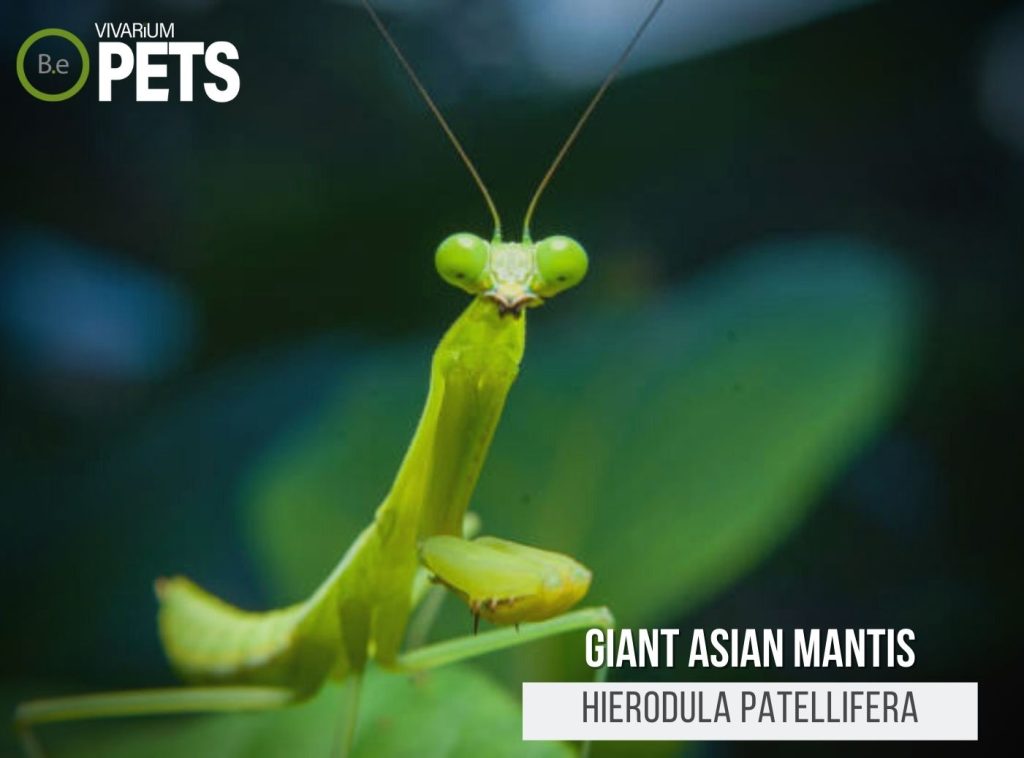 Hierodula Patellifera: The Giant Asian Mantis Care Guide!