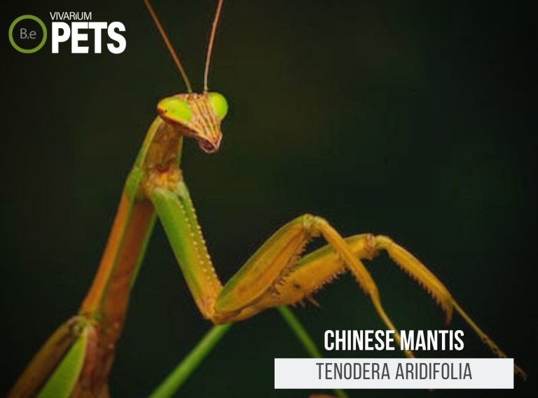 Chinese Mantis: A Complete Tenodera Aridifolia Care Guide