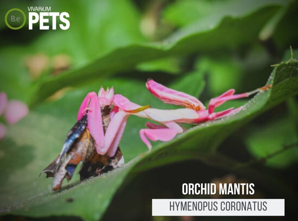 12 Unworldly Types Of Flower Mantis That Actually Exist!