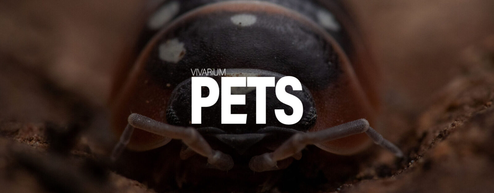 150+ Small Exotic Pets (Pet Insects) W/ Easy Care Guides