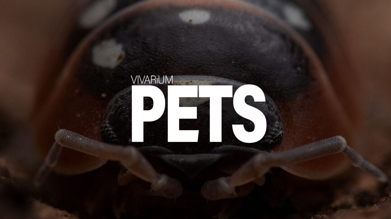 150+ Small Exotic Pets (Pet Insects) W/ Easy Care Guides