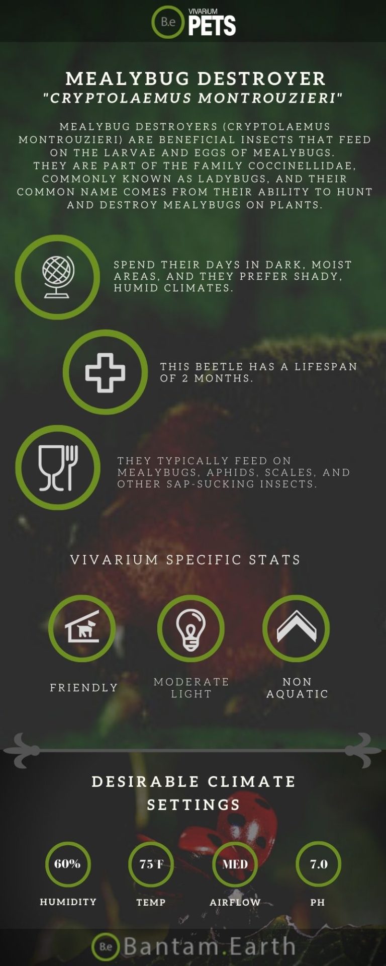 Cryptolaemus Montrouzieri: A Mealybug Destroyer Guide!