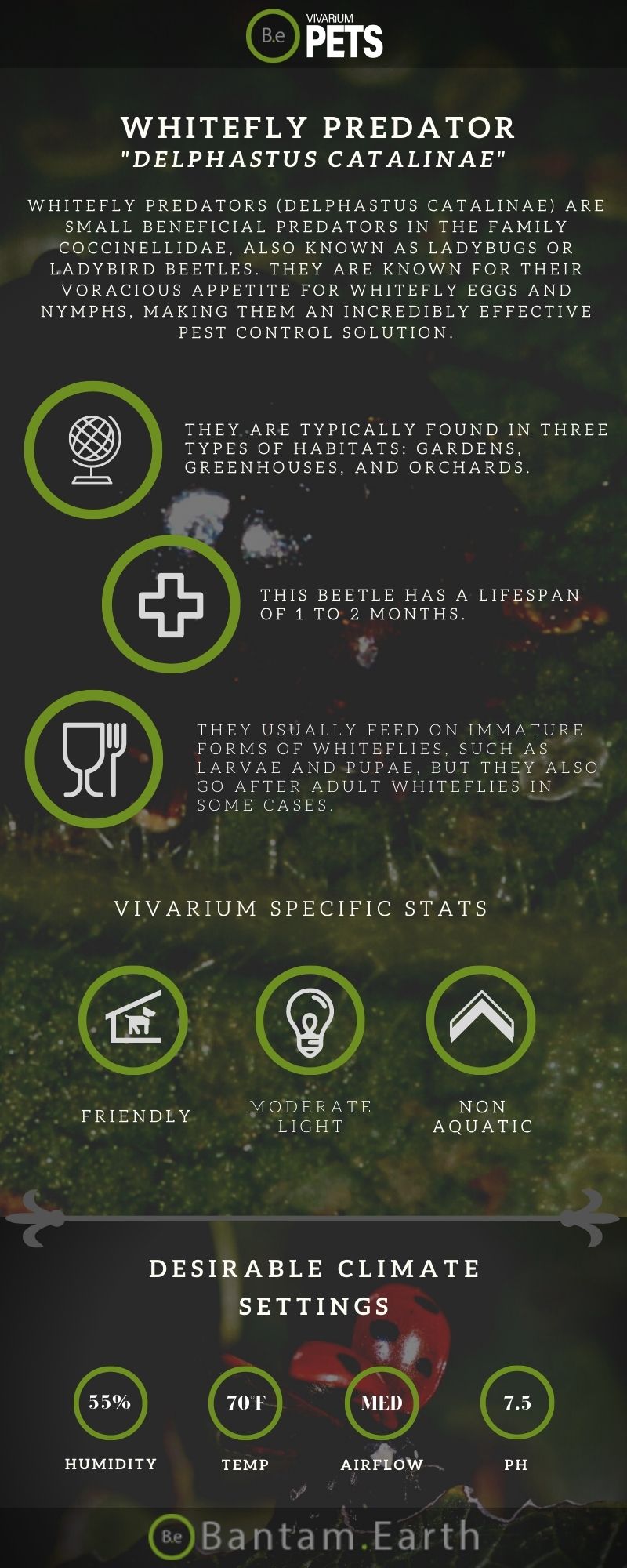 Delphastus Catalinae: The Whitefly Predator Care Guide!