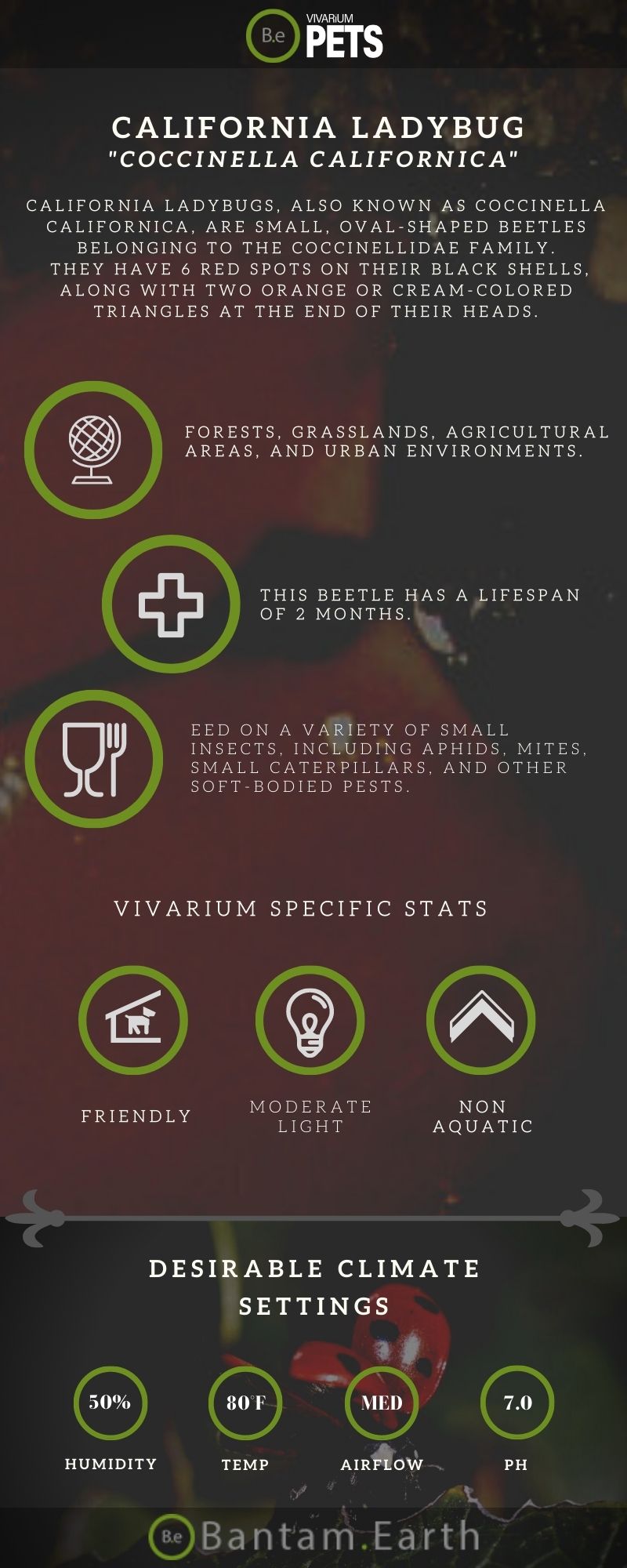 California Ladybug: The Coccinella Californica Care Guide!
