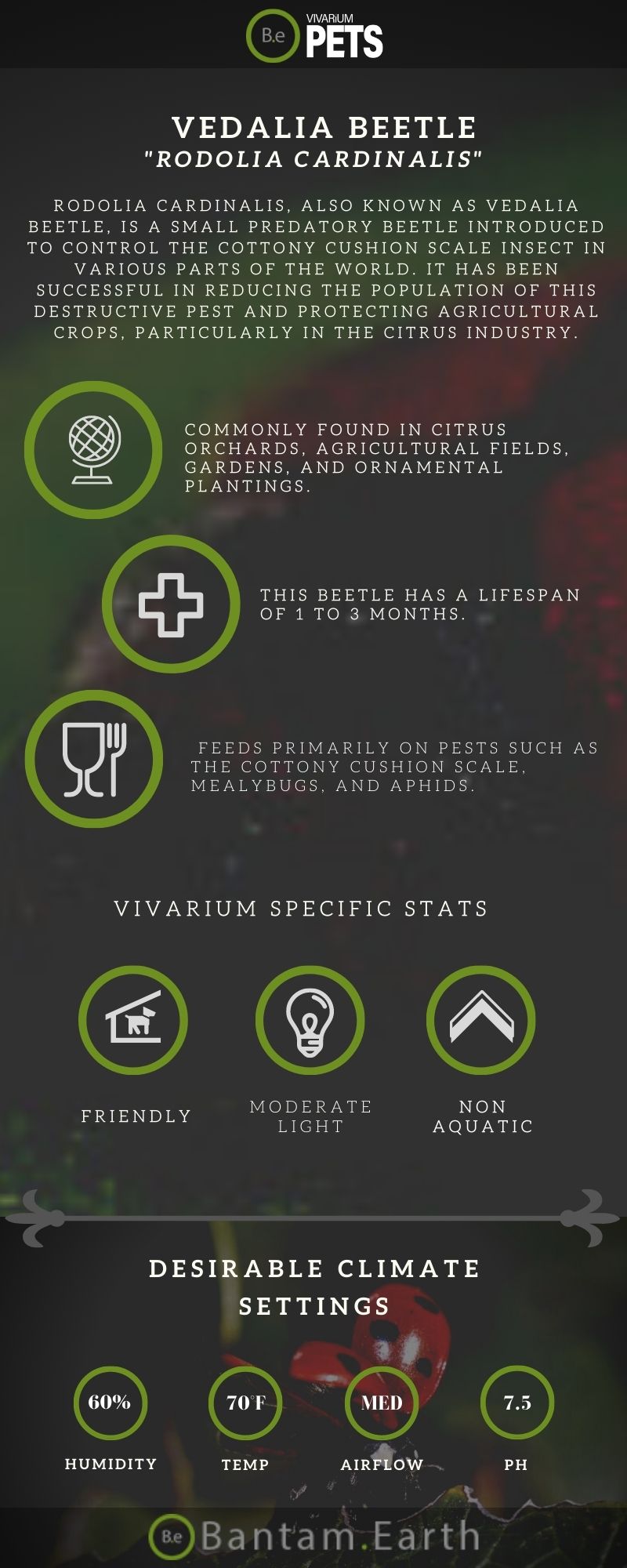 Rodolia Cardinalis: A Complete Vedalia Beetle Care Guide!