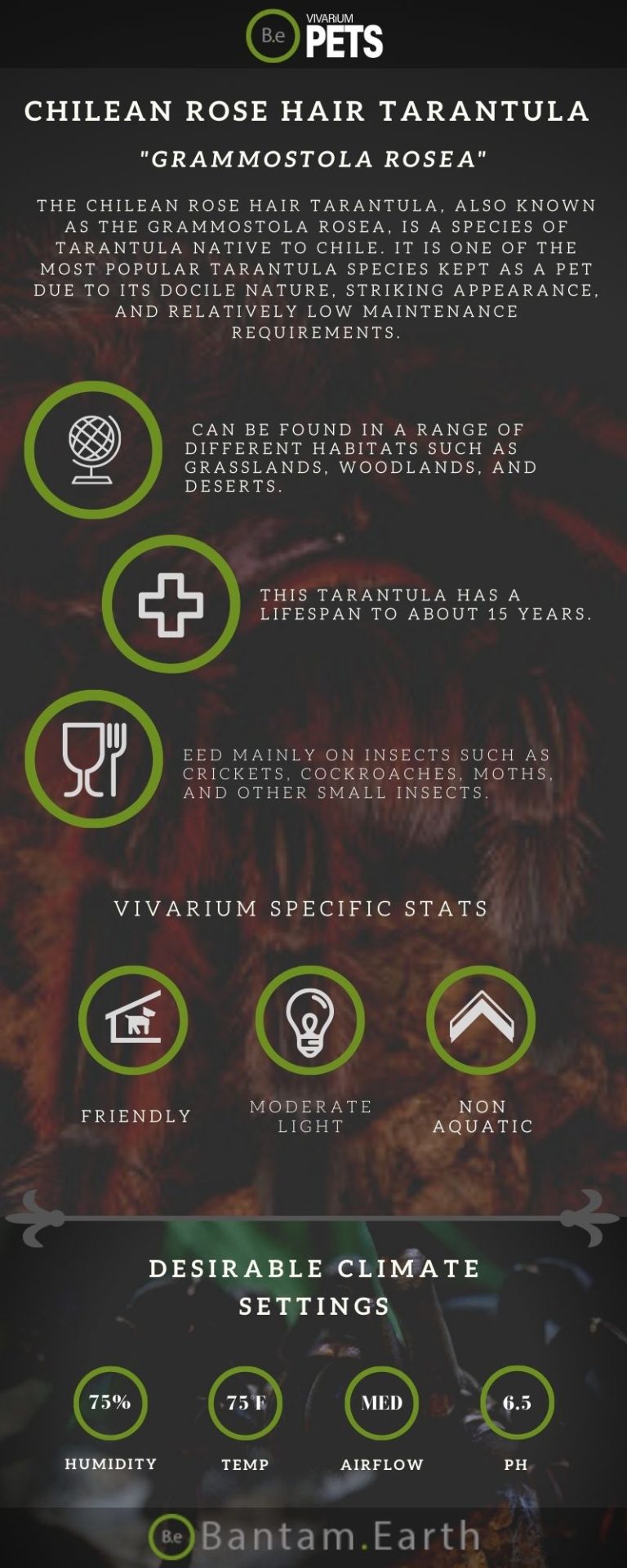 Grammostola Rosea: A Chilean Rose Tarantula Care Guide!