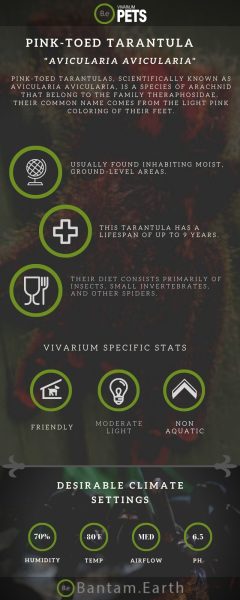 Pink-Toed Trantula: The Avicularia Avicularia Care Guide!