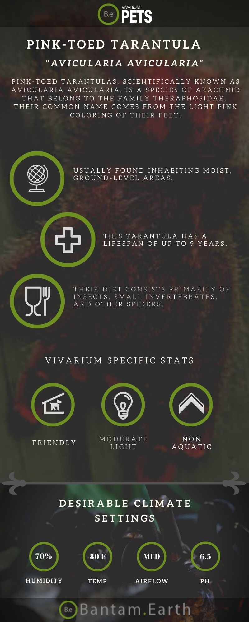 Pink-Toed Trantula: The Avicularia Avicularia Care Guide!