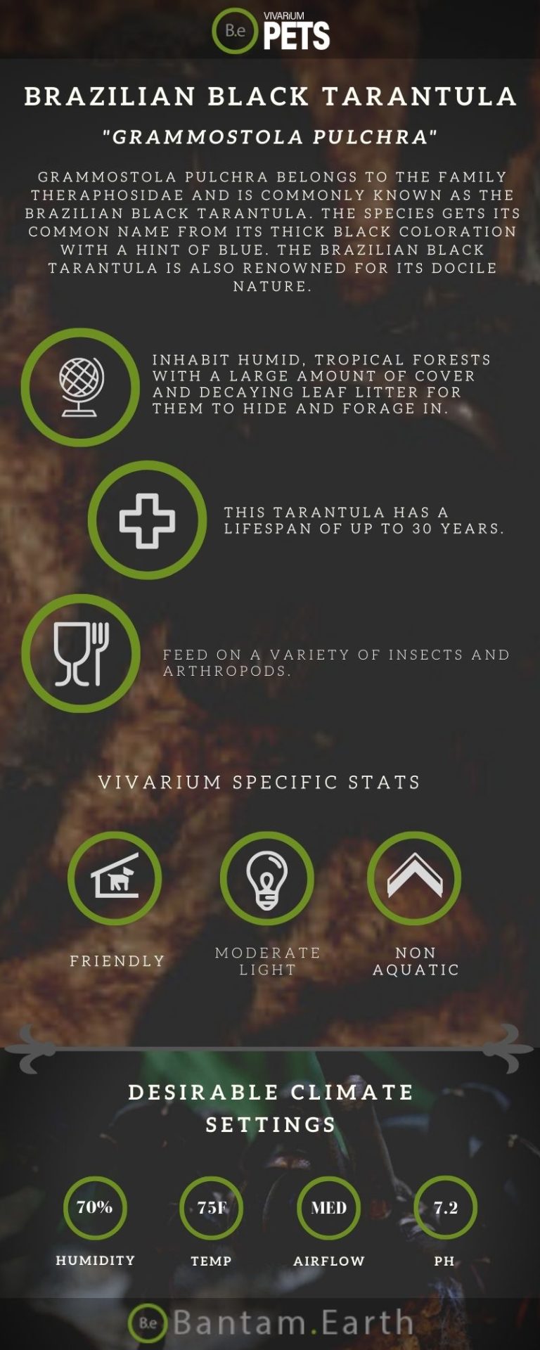 Aphonopelma Chalcodes: Desert Blonde Tarantula Care Guide