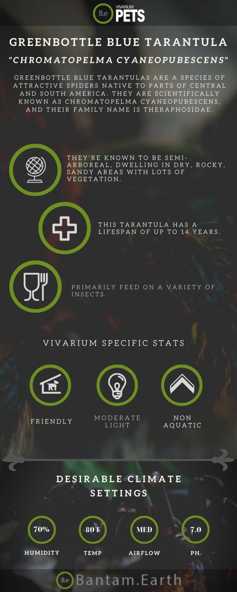 Greenbottle Blue Tarantula: Chromatopelma Cyaneopubescens Care