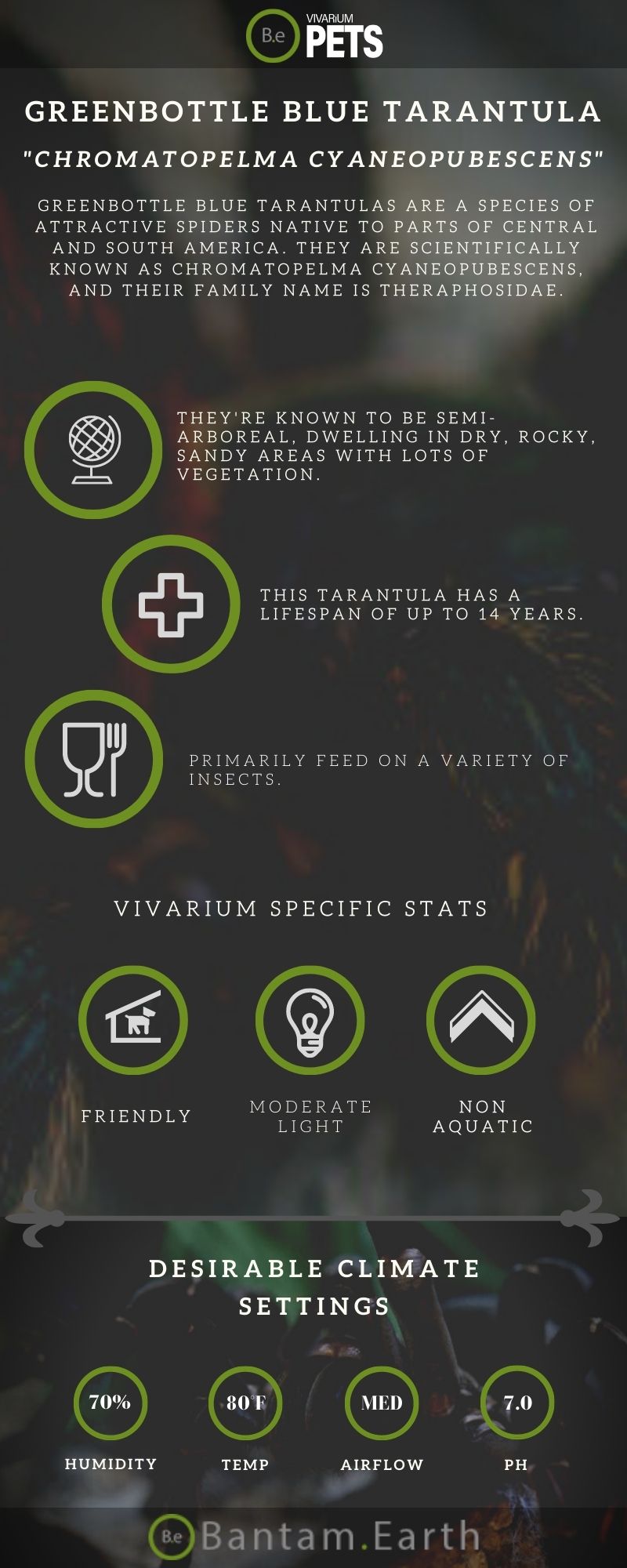 Greenbottle Blue Tarantula: Chromatopelma Cyaneopubescens Care