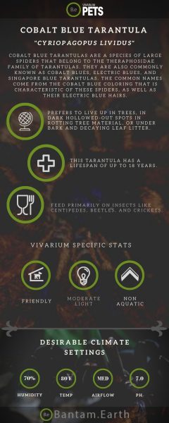 Cobalt Blue Tarantula: A Cyriopagopus Lividus Care Guide!