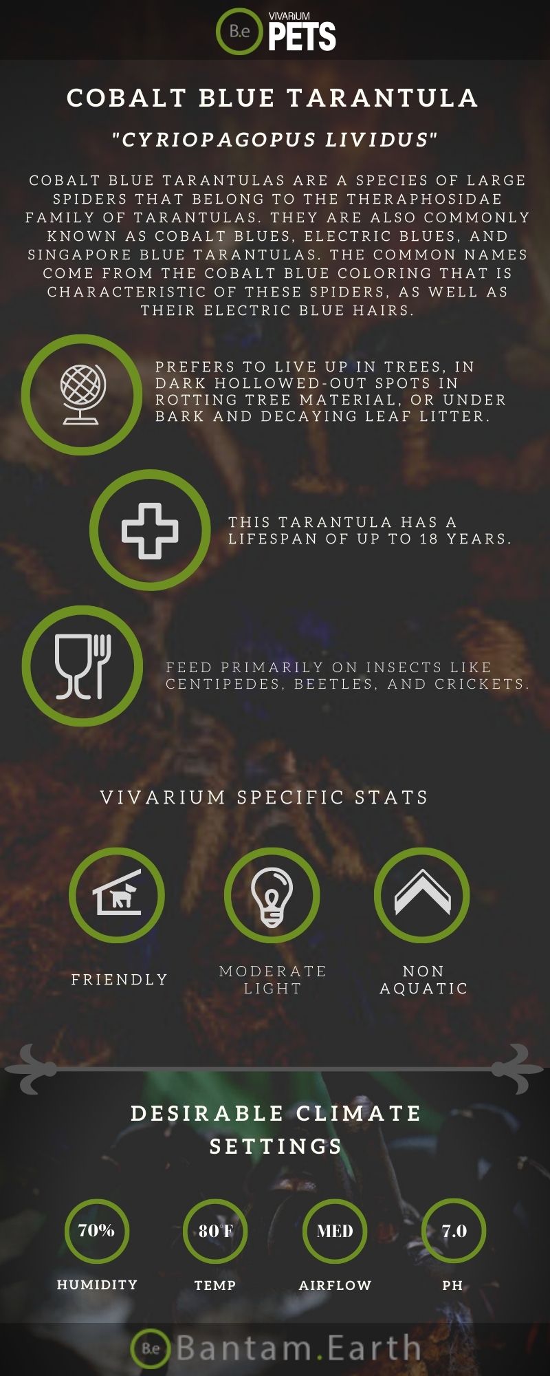 Cobalt Blue Tarantula: A Cyriopagopus Lividus Care Guide!