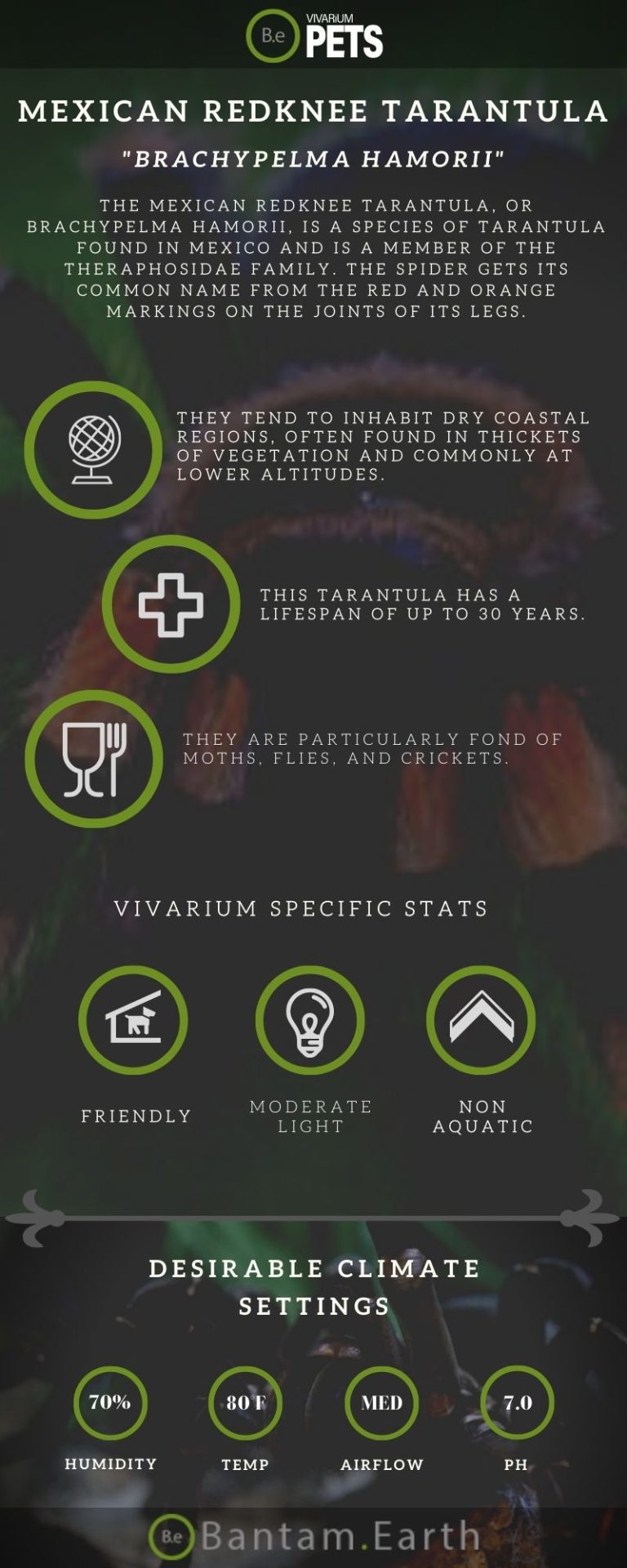 Brachypelma Hamorii: Mexican Redknee Tarantula Care Guide