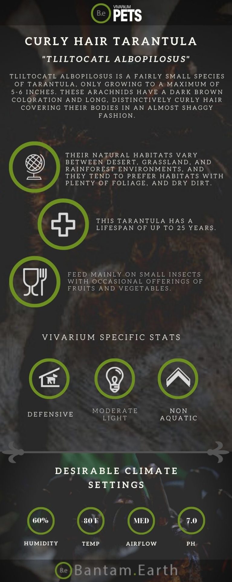 Curly Hair Tarantula: The Tliltocatl Albopilosus Care Guide!