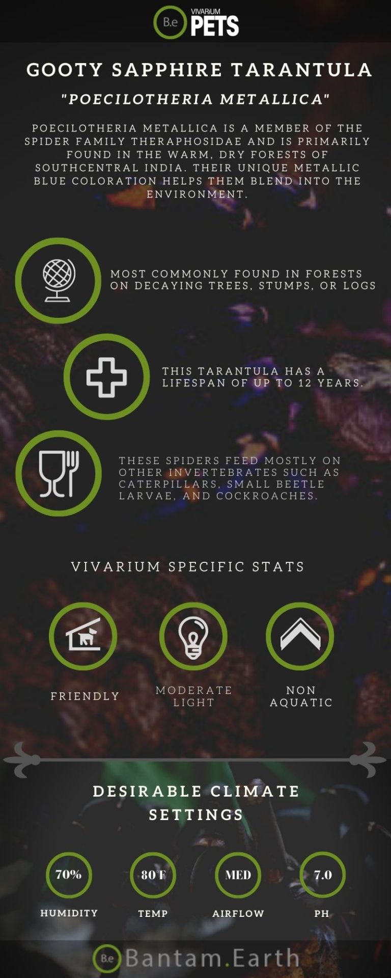 Poecilotheria Metallica: Gooty Sapphire Tarantula Care Guide