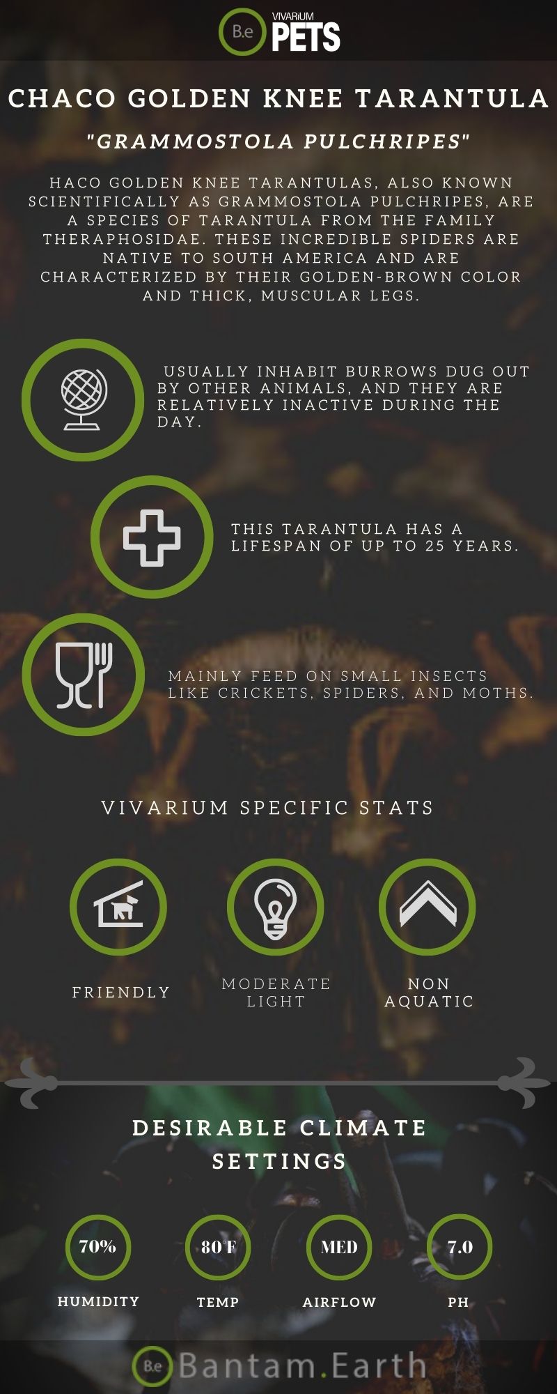 Grammostola Pulchripes: Chaco Golden Knee Tarantula Care